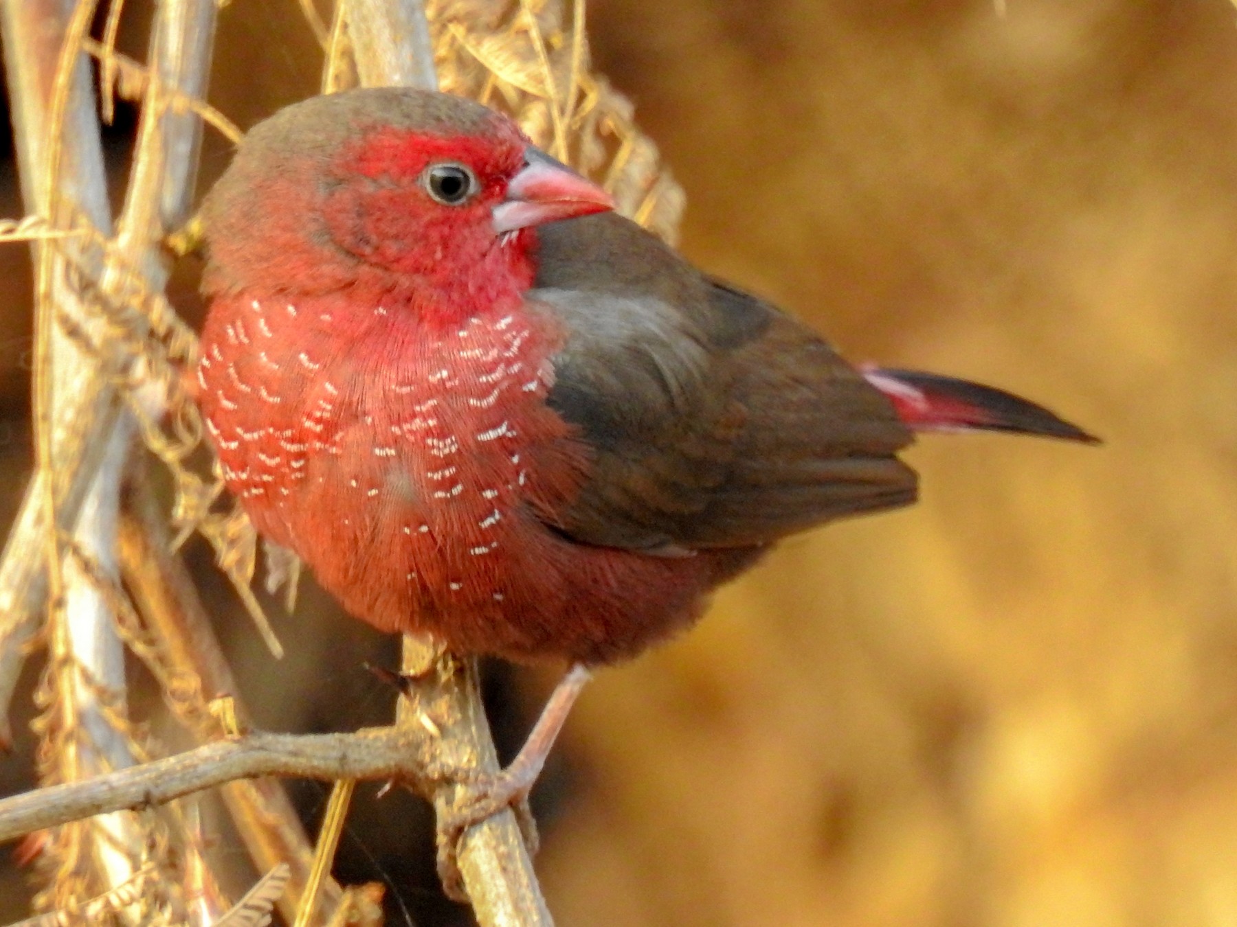 Bar-breasted Firefinch - eBird