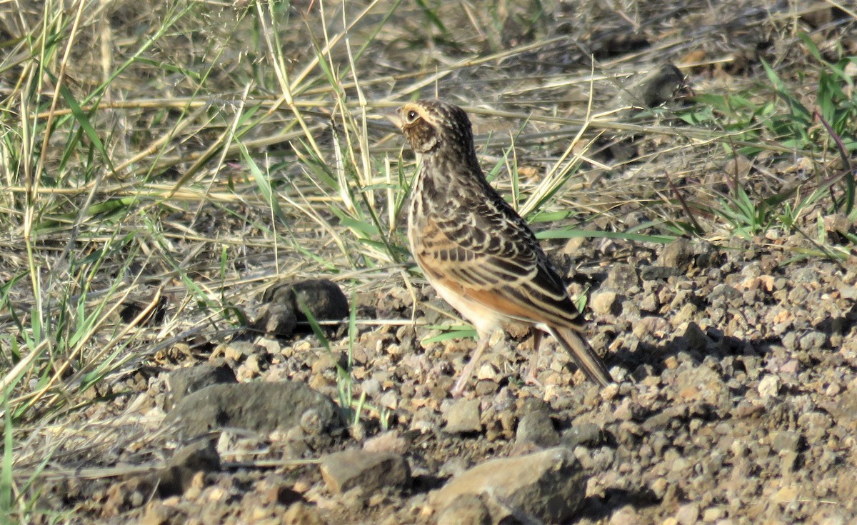 eBird Australia Checklist - 2 Jul 2020 - Albinia National Park - 20 species