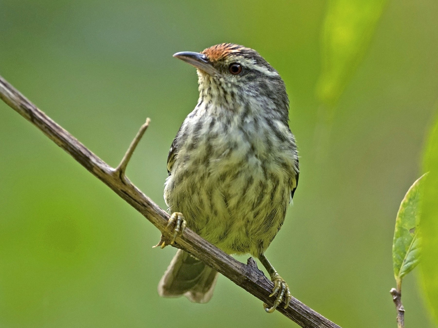 Equatorial Graytail - eBird