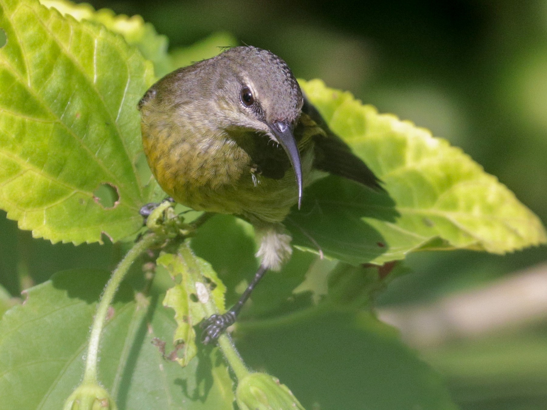 Red-chested Sunbird - eBird