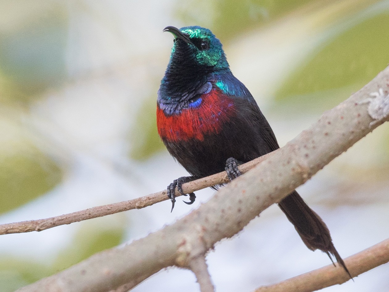 Red-chested Sunbird - eBird
