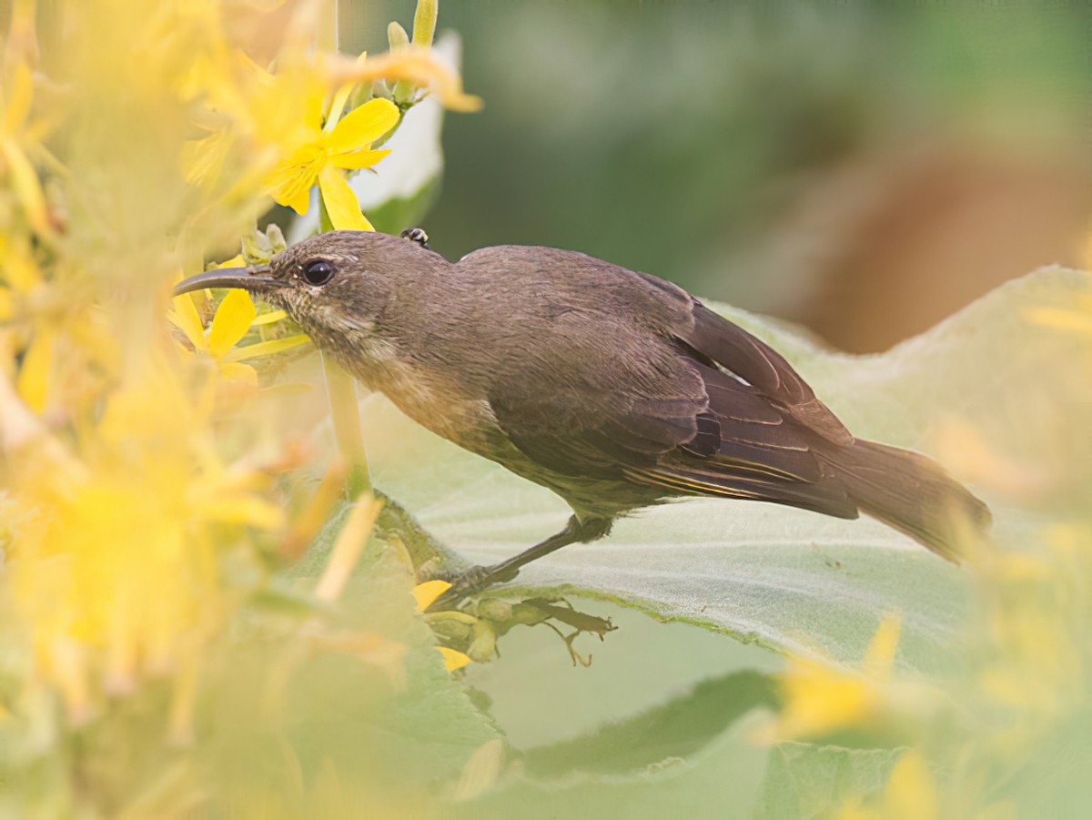 Red-chested Sunbird - eBird