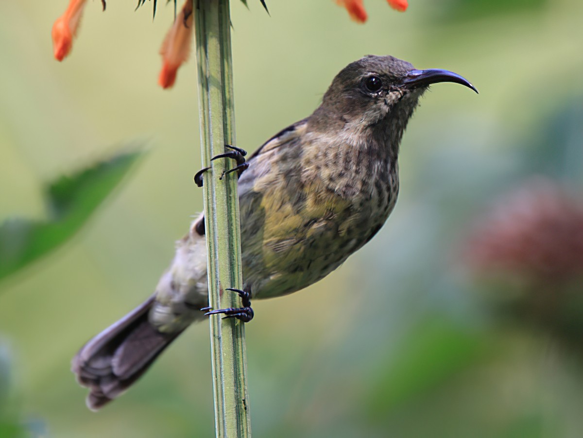 Red-chested Sunbird - eBird