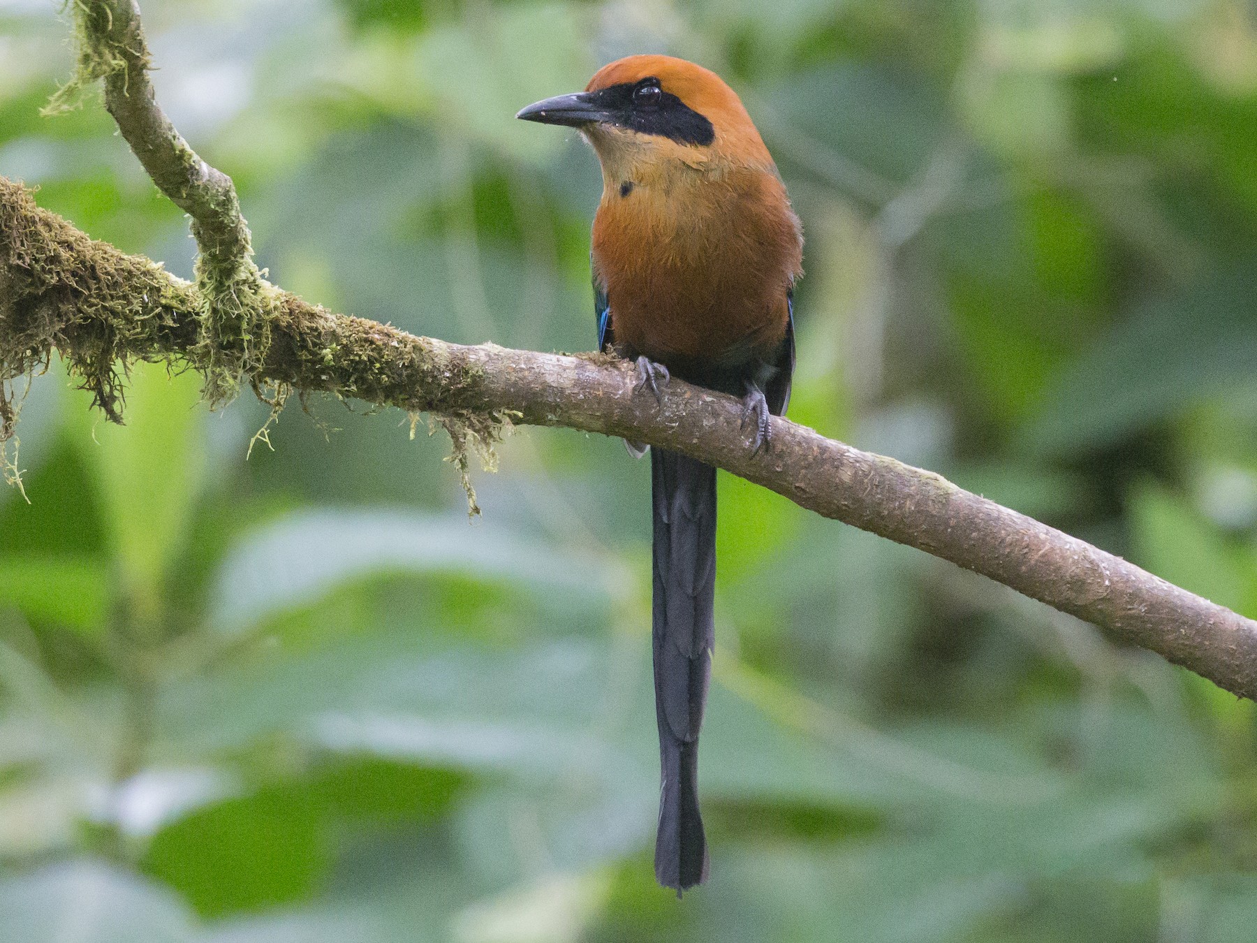 Rufous Motmot - eBird