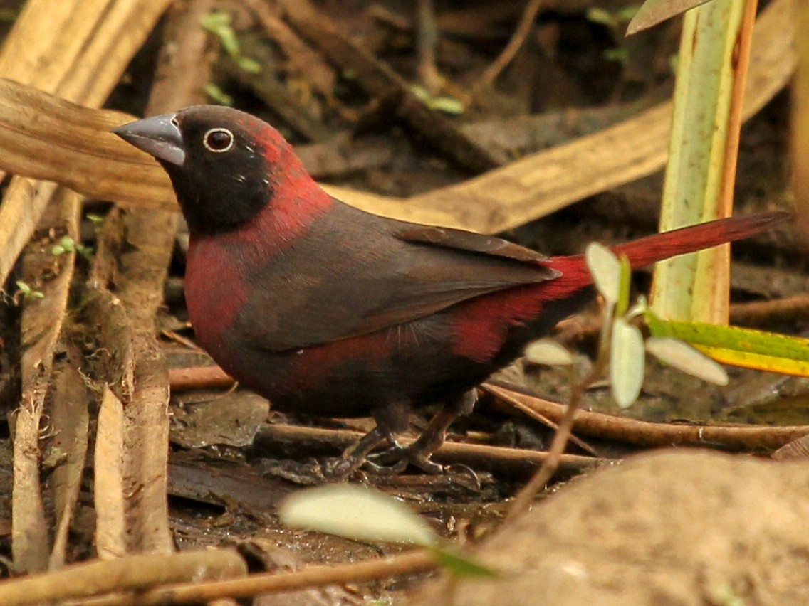 Black-faced Firefinch - eBird