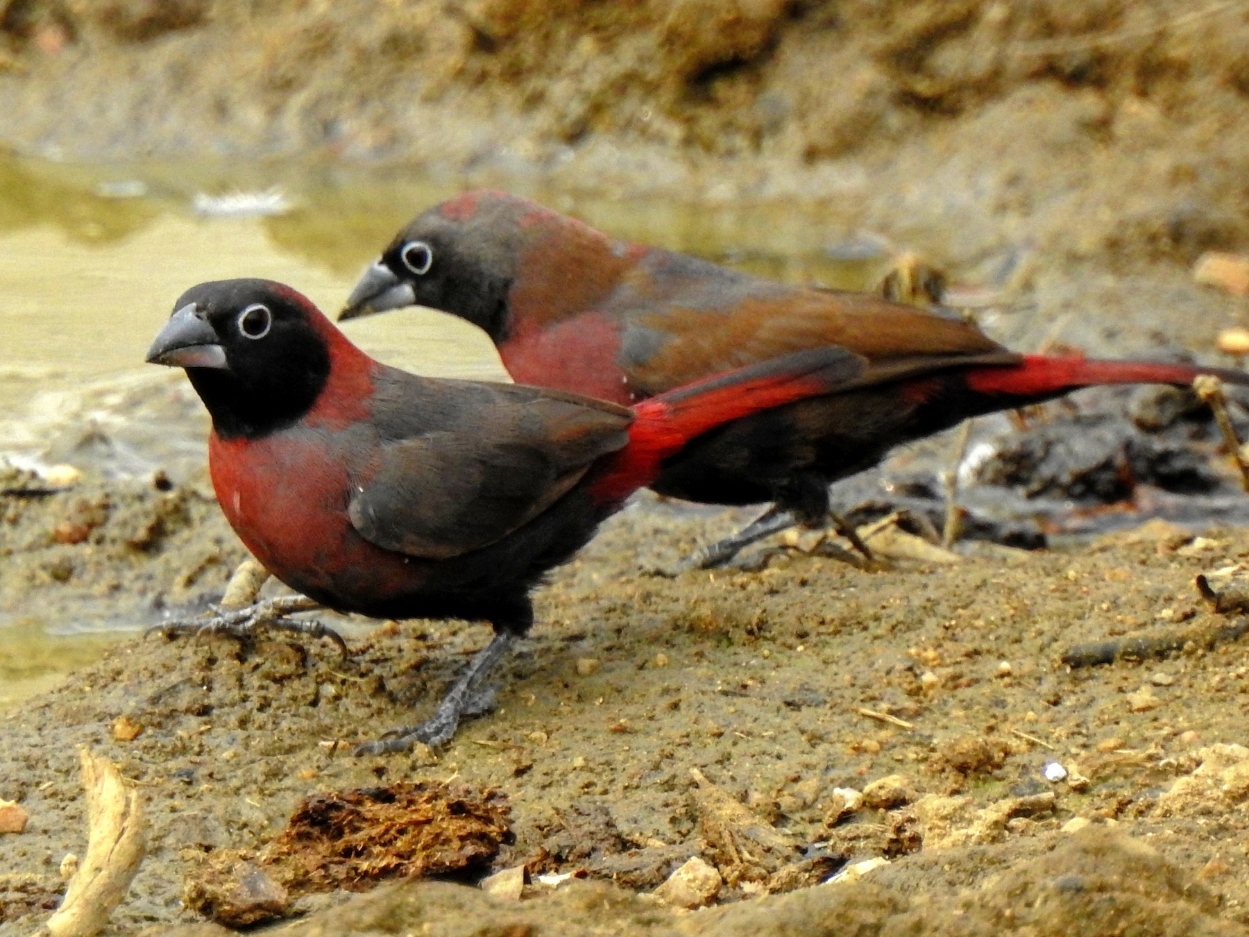 Black-faced Firefinch - eBird