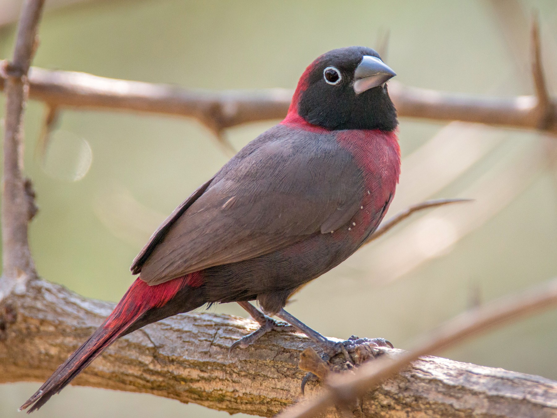 Black-faced Firefinch - eBird