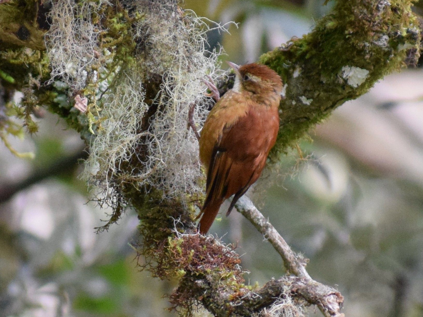Ruddy Treerunner - eBird