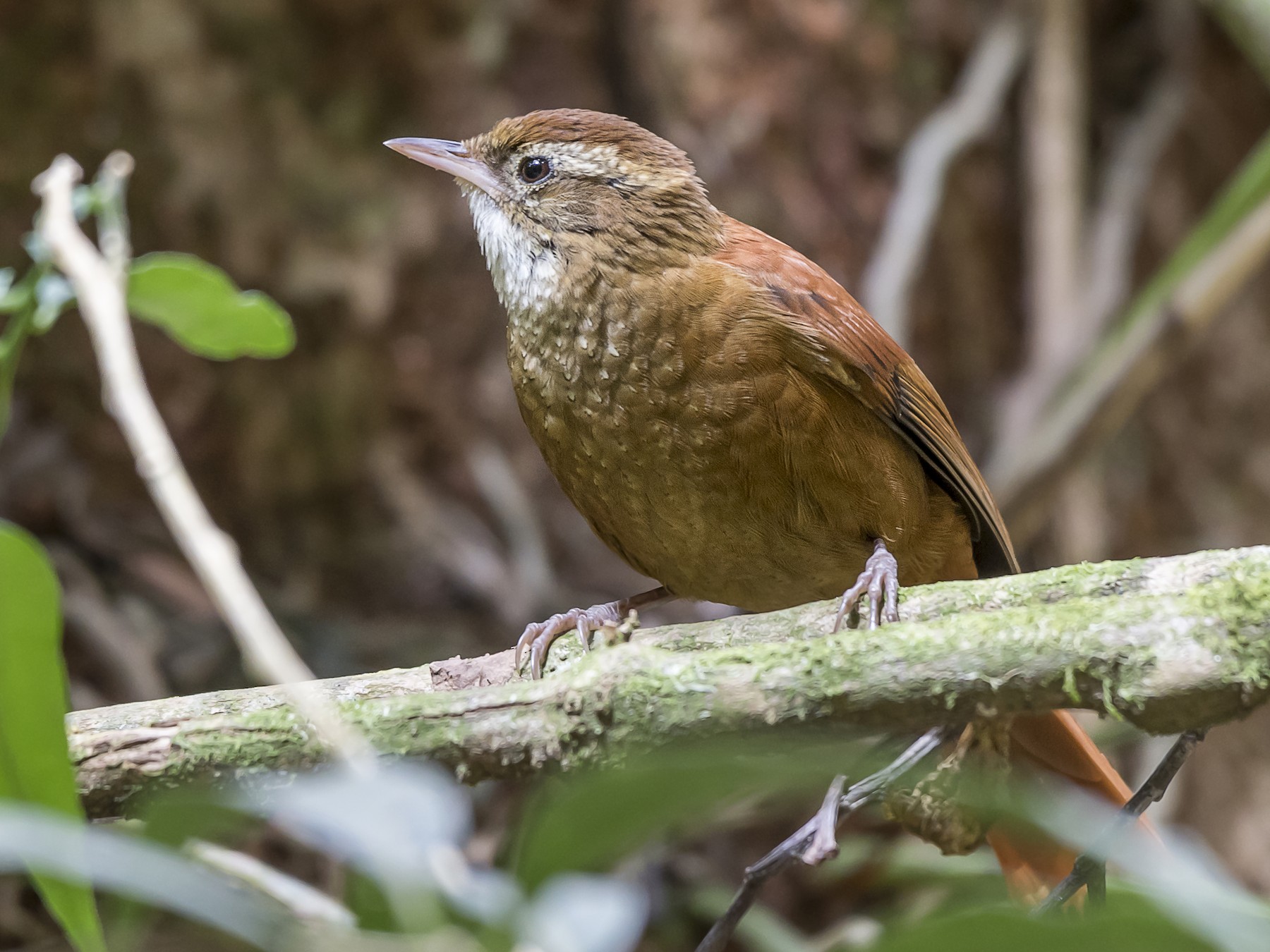 Ruddy Treerunner - eBird