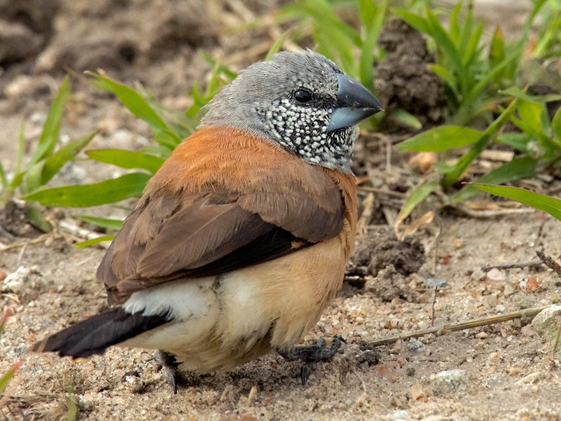 Capuchino Cabecigrís - eBird