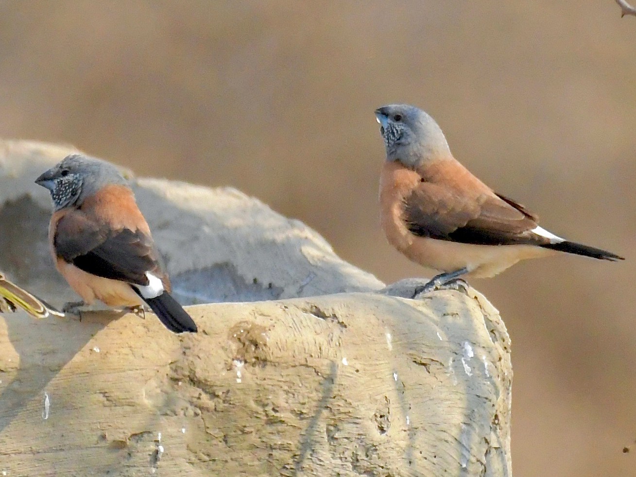 Capuchino Cabecigrís - eBird