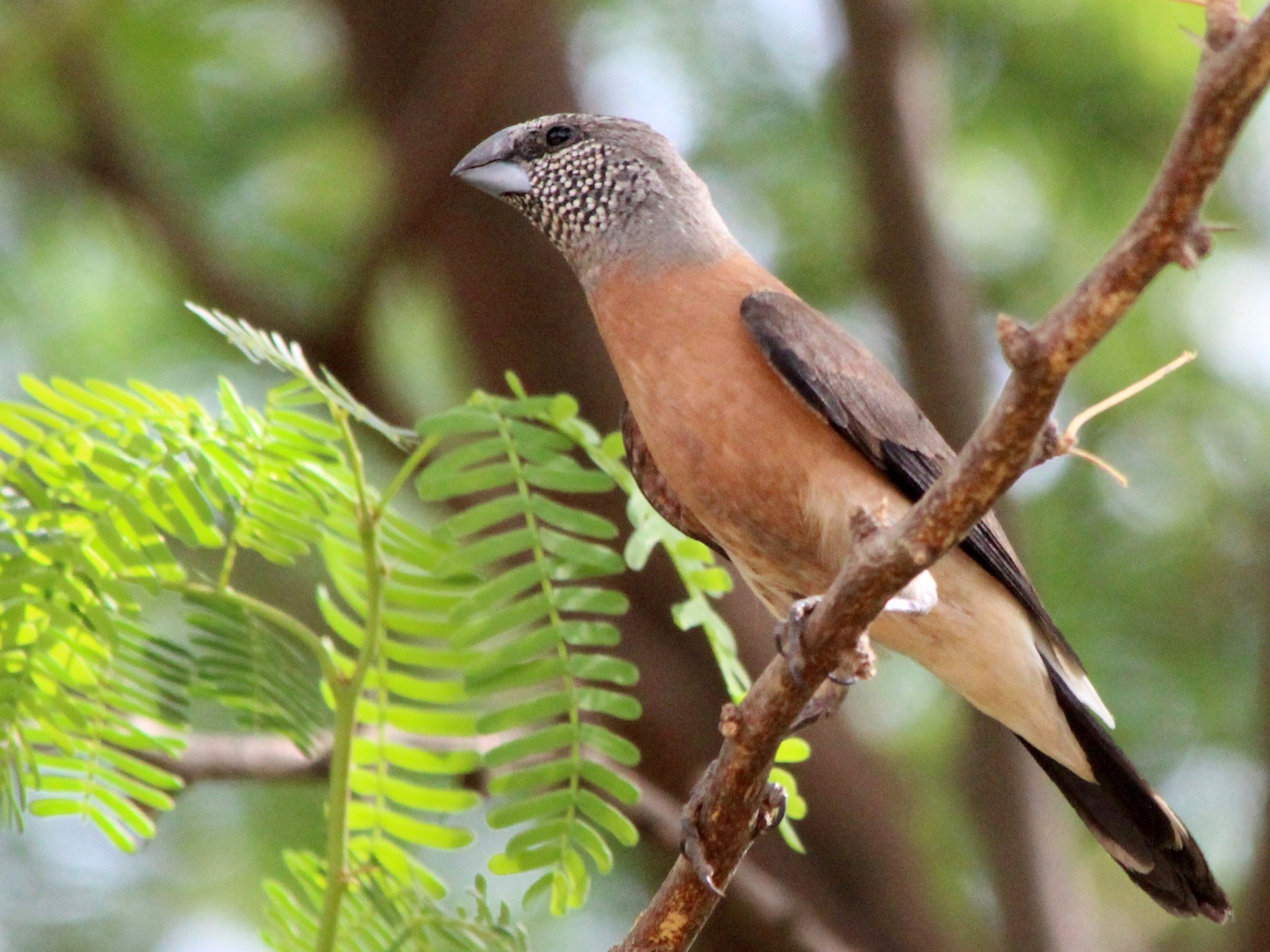 Capuchino Cabecigrís - eBird