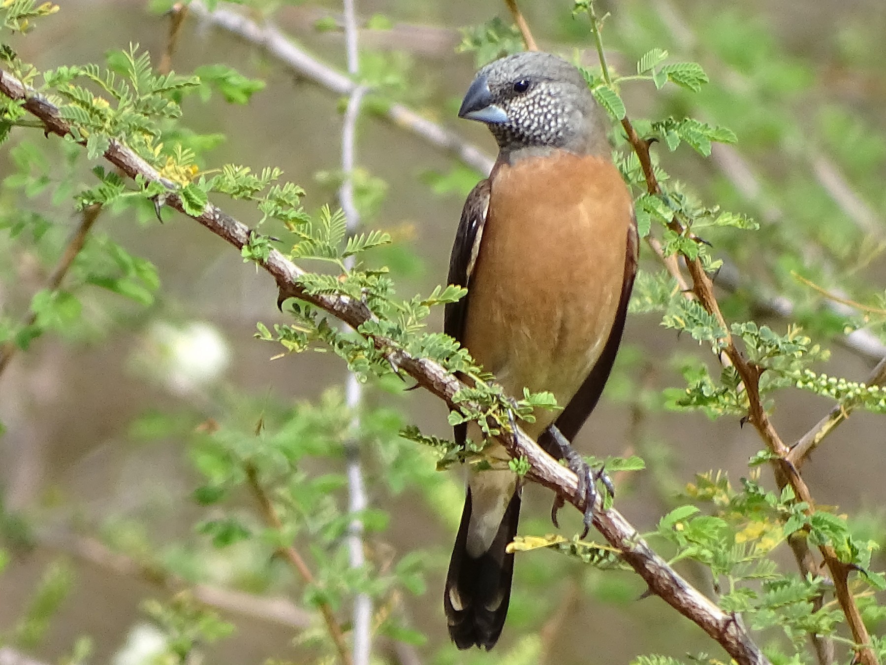 Capuchino Cabecigrís - eBird