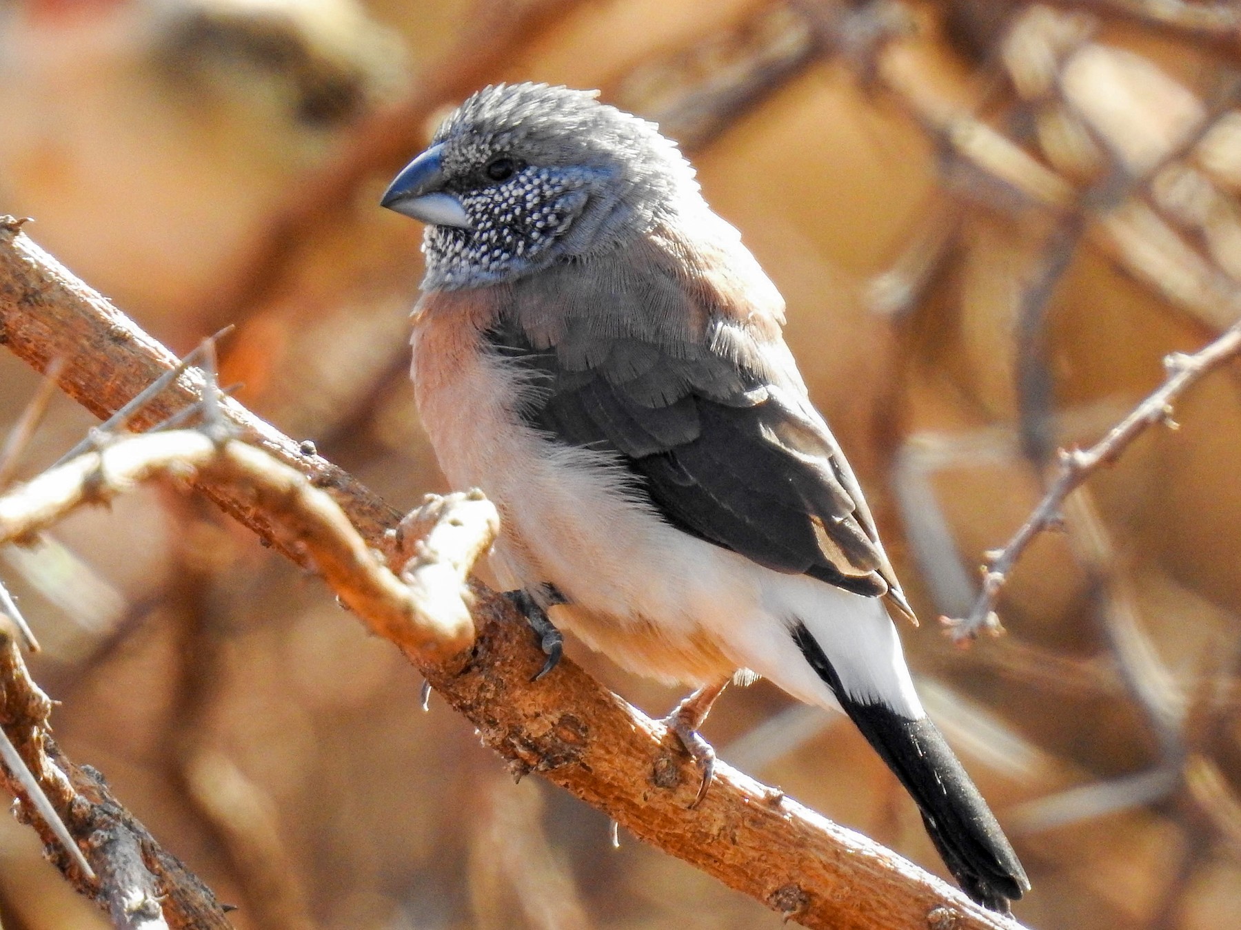 Grey-headed Silverbill - eBird