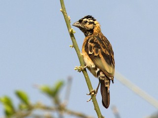 Veuve à collier d'or - eBird