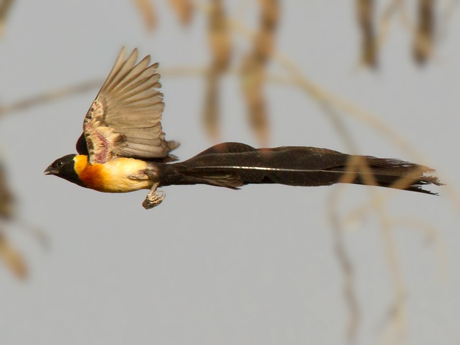 Sahel Paradise-Whydah - eBird