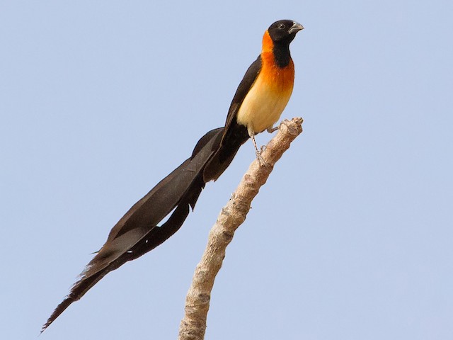 Photos - Sahel Paradise-Whydah - Vidua orientalis - Birds of the World