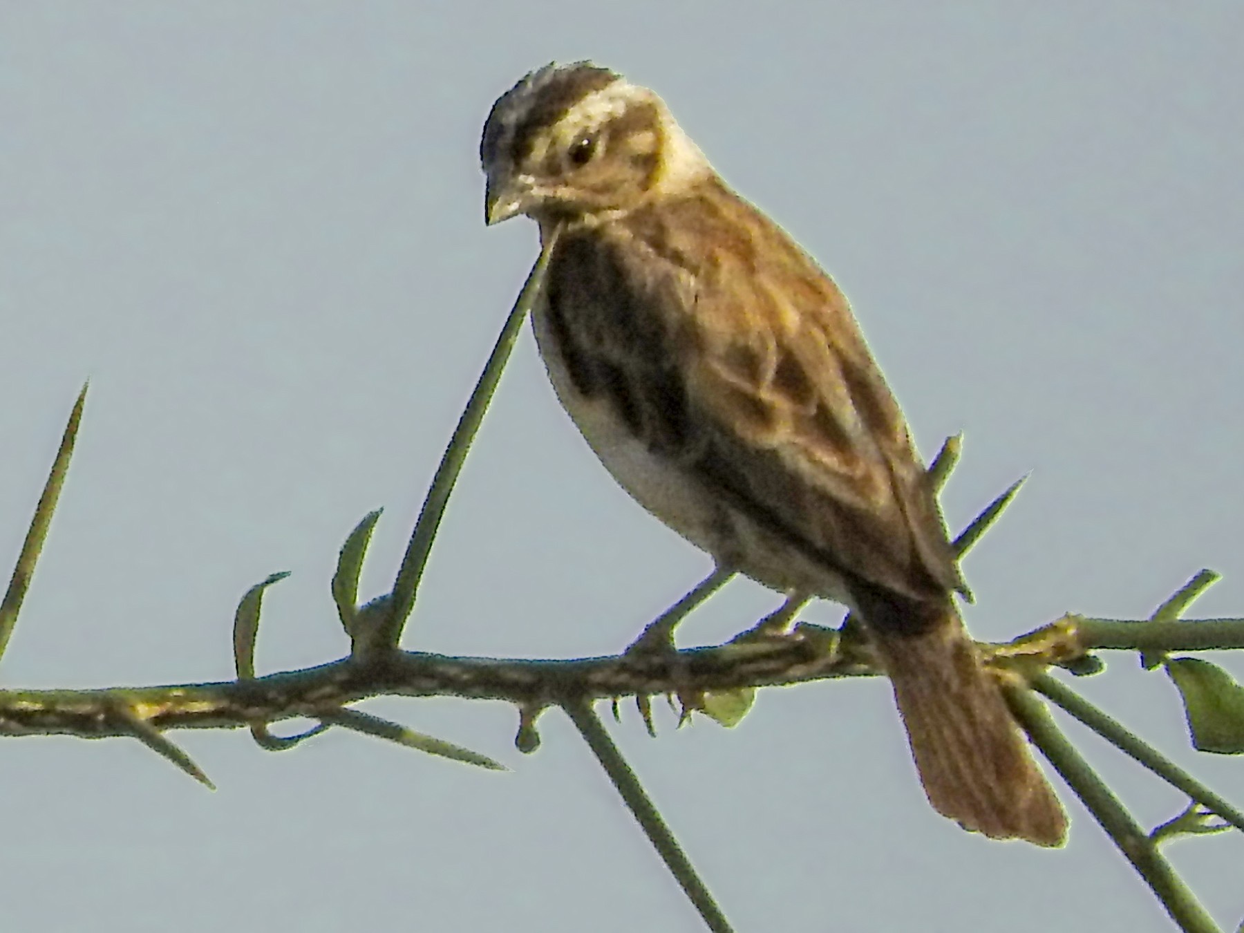Sahel Paradise-Whydah - eBird