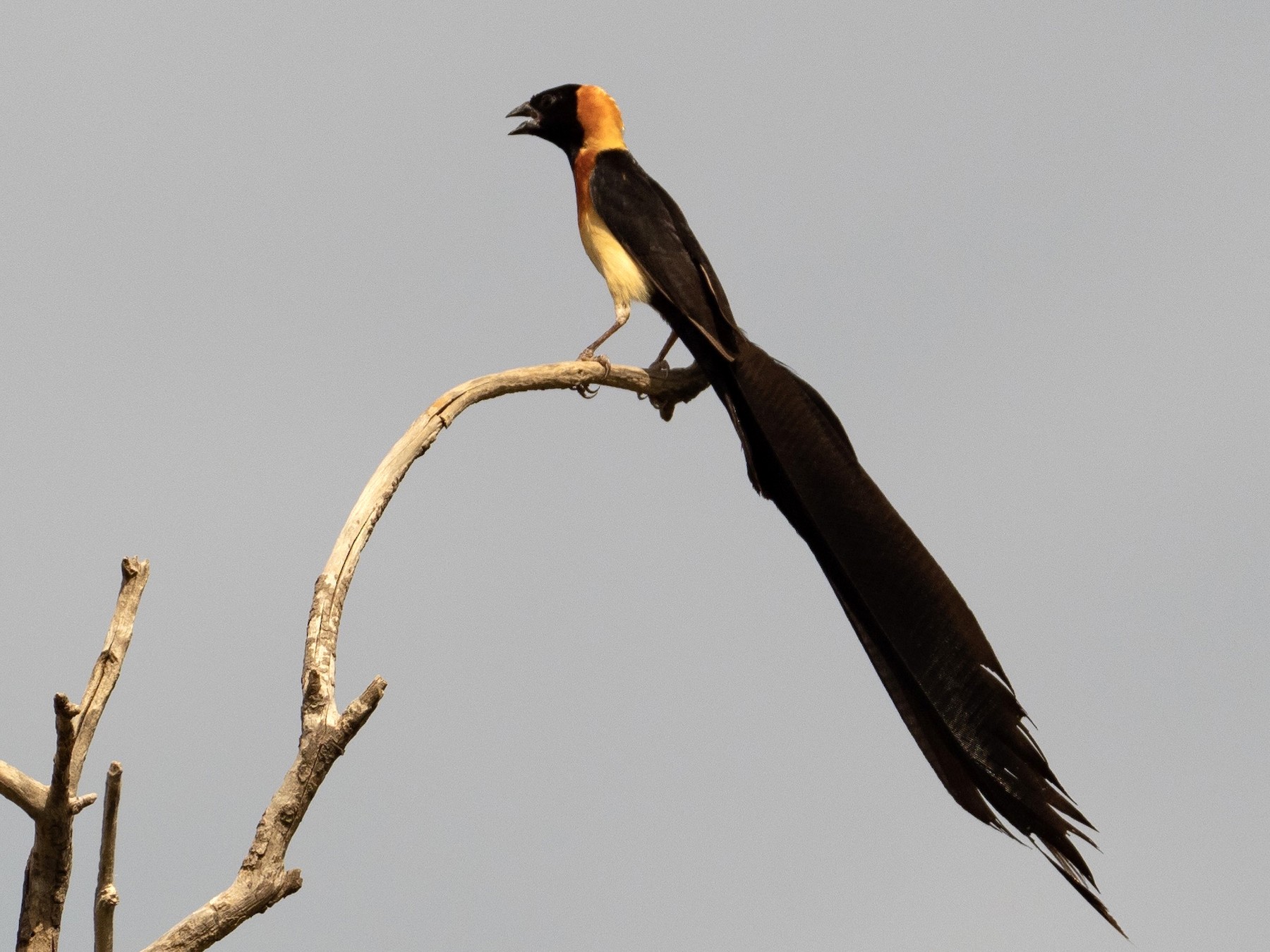 Sahel Paradise-Whydah - eBird