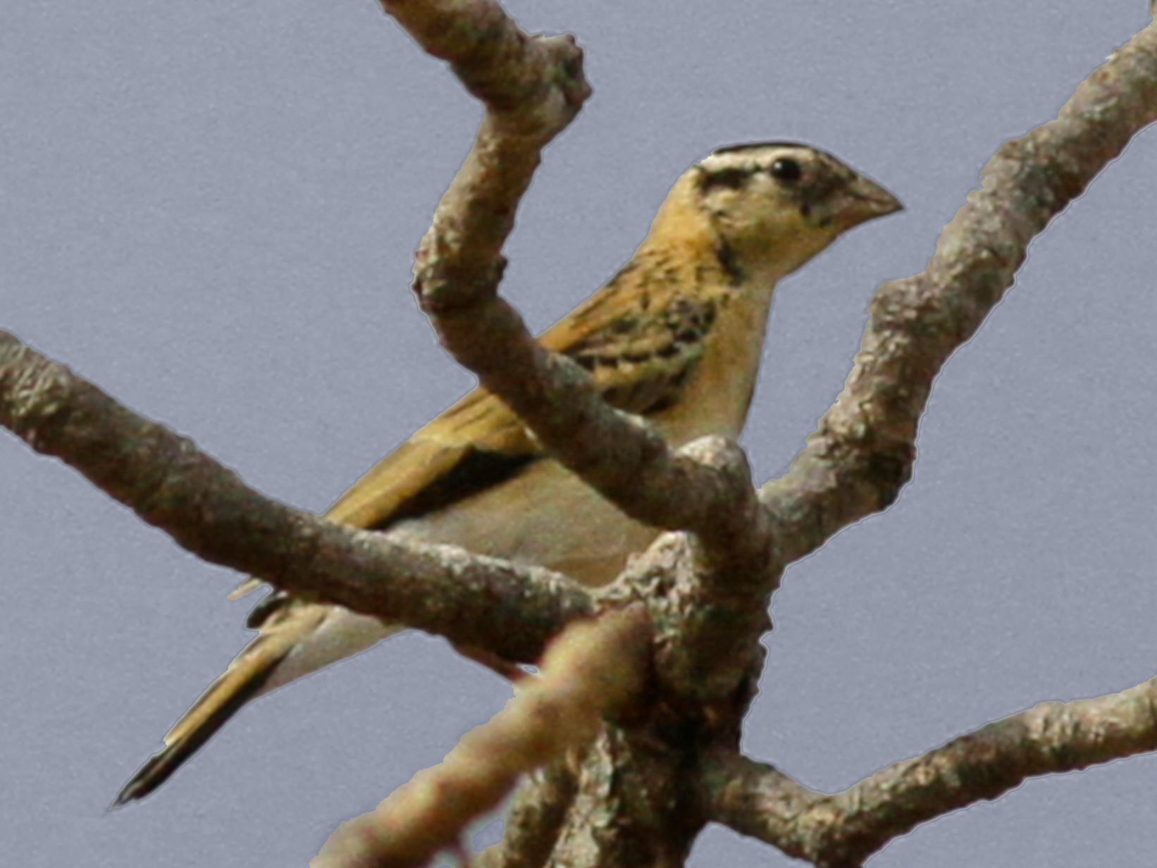 Exclamatory Paradise-Whydah - eBird