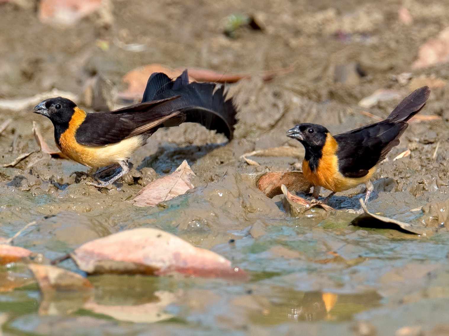 Exclamatory Paradise-Whydah - eBird