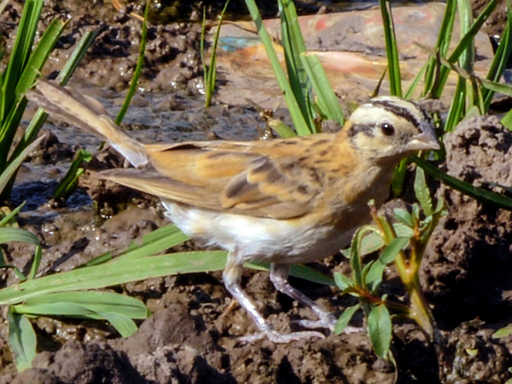 Exclamatory Paradise-Whydah - eBird