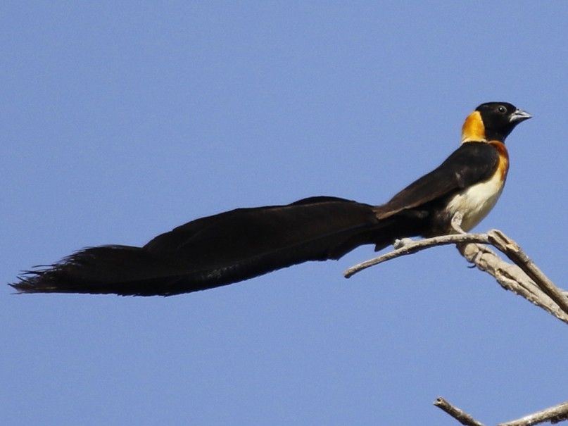 Exclamatory Paradise-Whydah - eBird