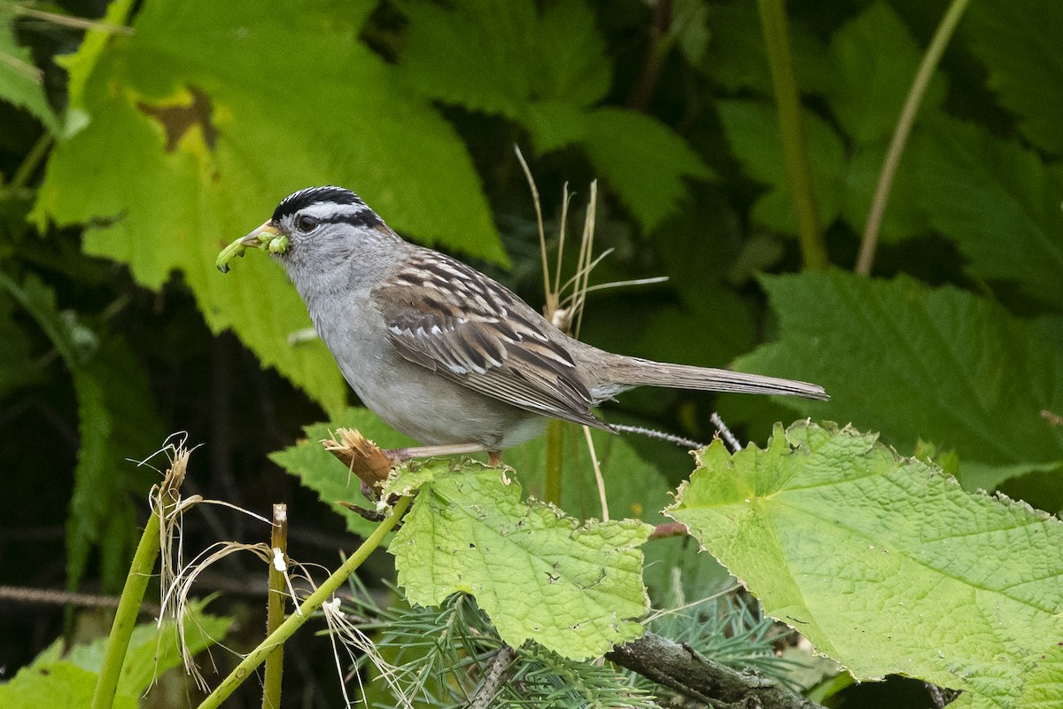 eBird Checklist - 4 Jul 2020 - Wrangell—Shoemaker Bay Zimovia Hwy - 37 ...