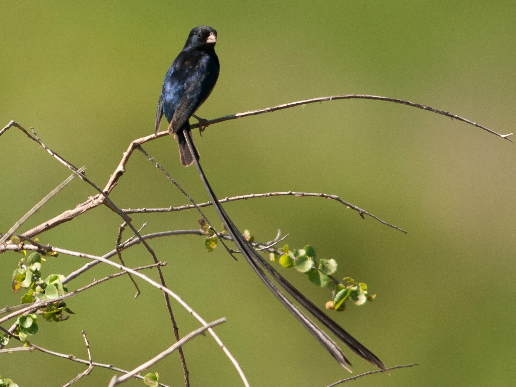 Steel-blue Whydah - eBird