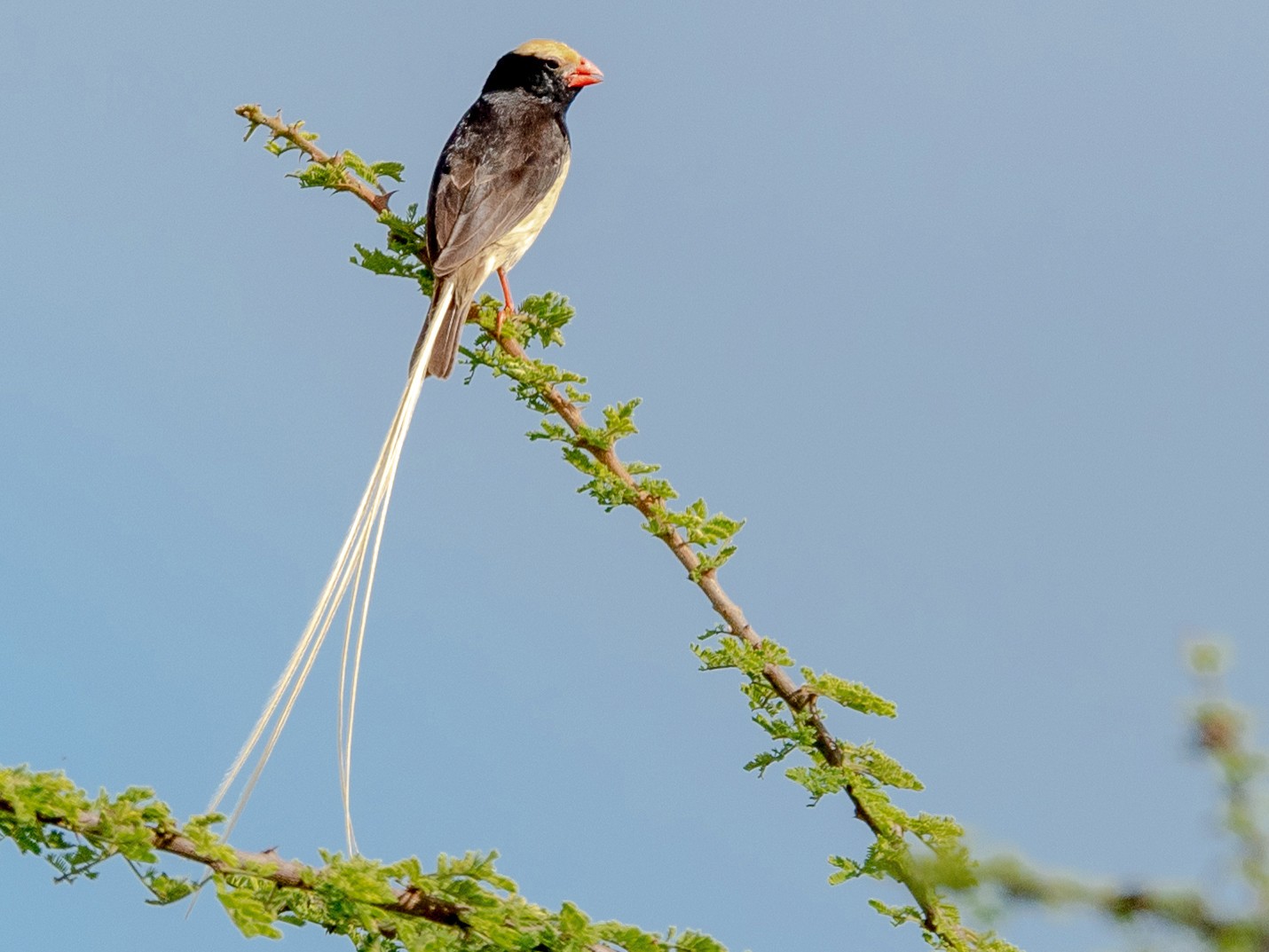Straw-tailed Whydah - eBird