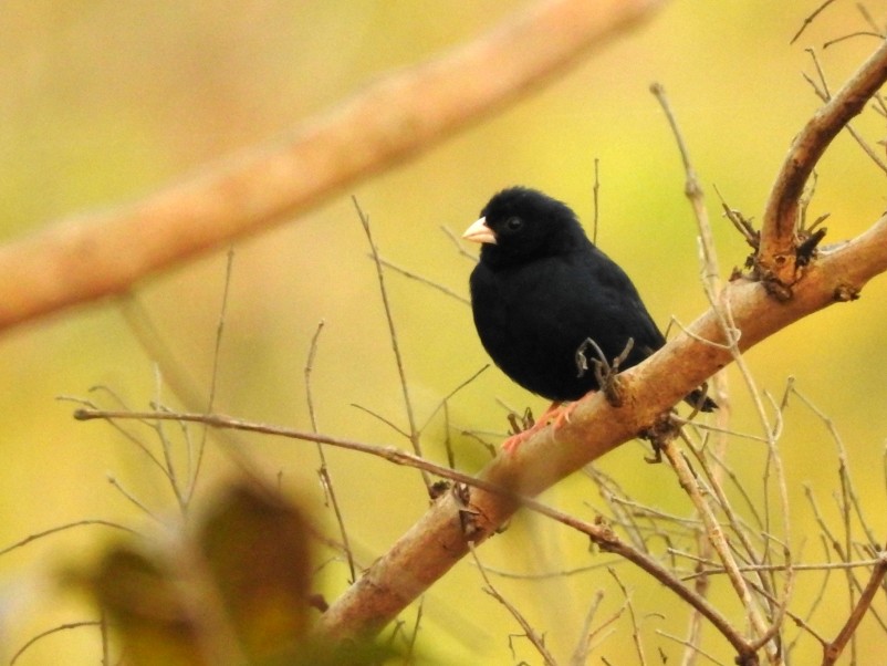 Wilson's Indigobird - eBird