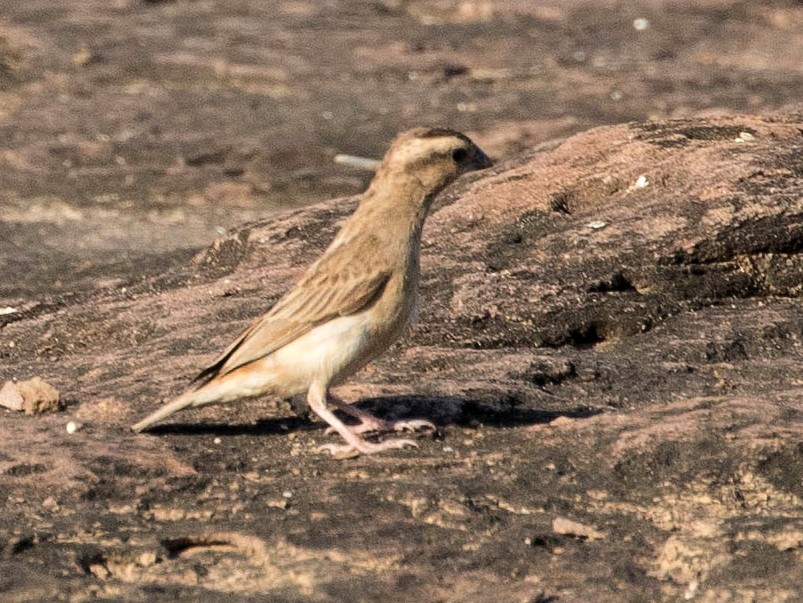 Wilson's Indigobird - eBird