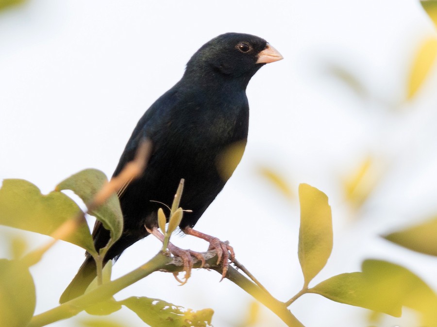 Wilson's Indigobird - eBird