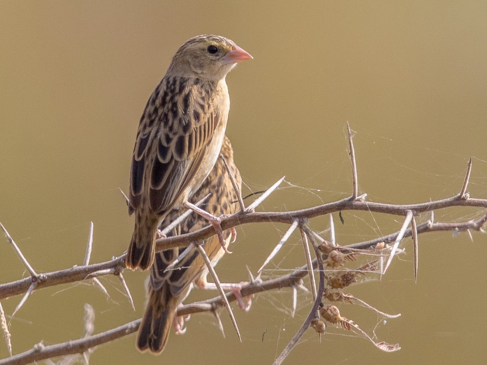 Wilson's Indigobird - eBird
