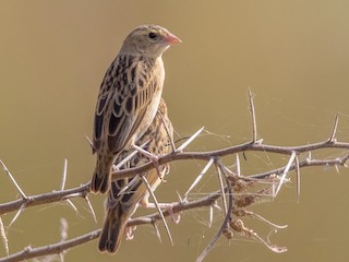 Wilson's Indigobird - eBird