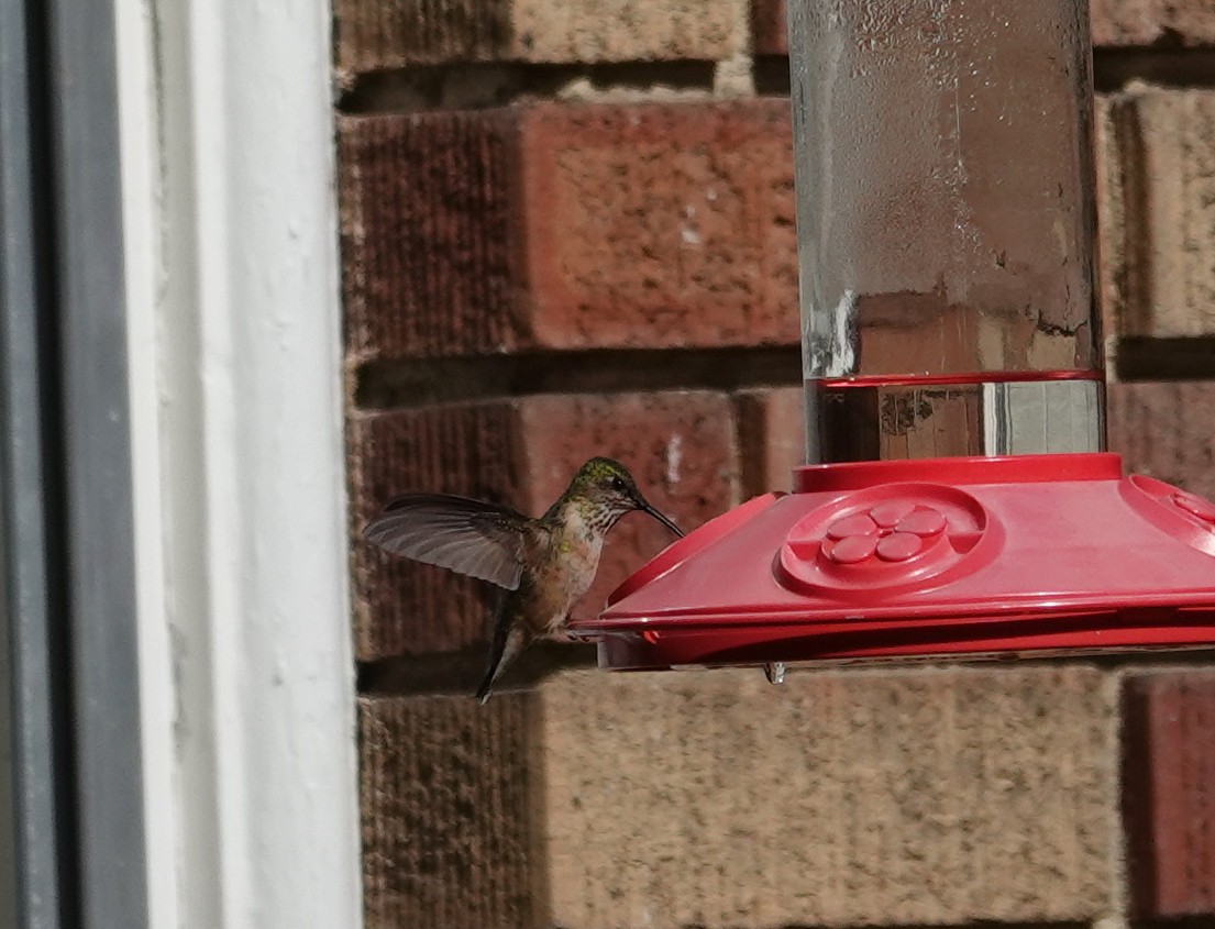 eBird Checklist - 6 Jul 2020 - 301 Cedar St, Wallace US-ID 47.47243 ...
