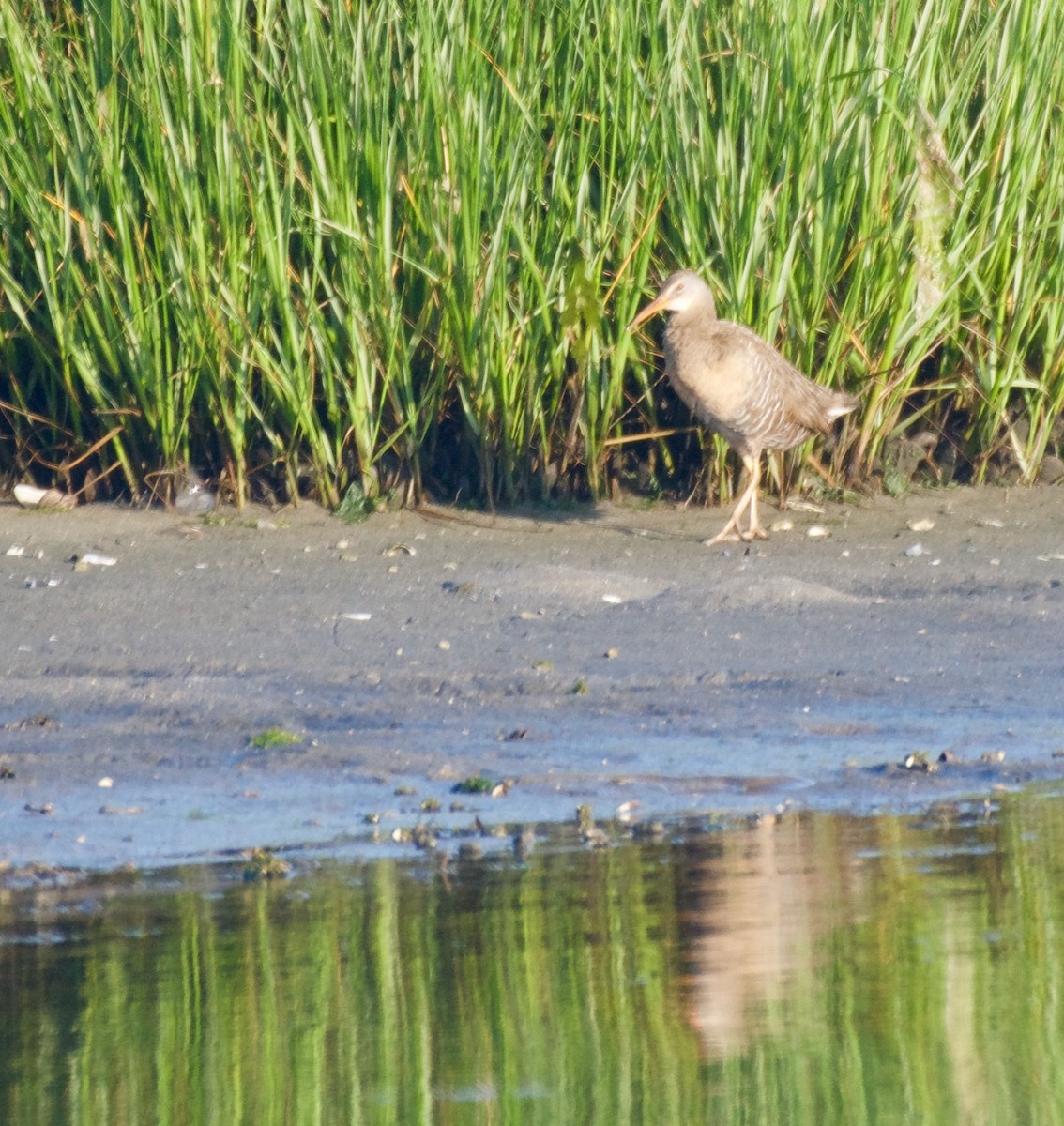 eBird Checklist - 8 Jul 2020 - James Farm Ecological Preserve - 18 species