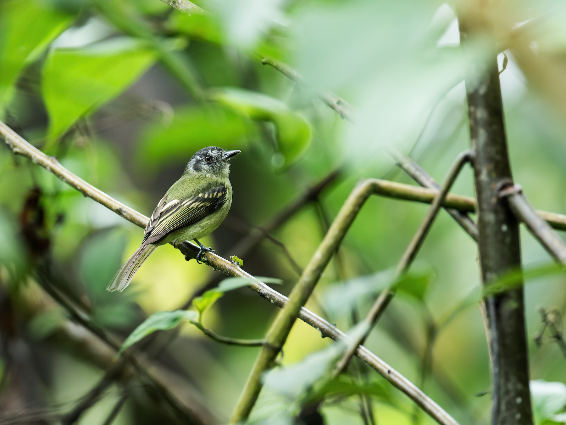 Slaty-capped Flycatcher (transandinus) - eBird