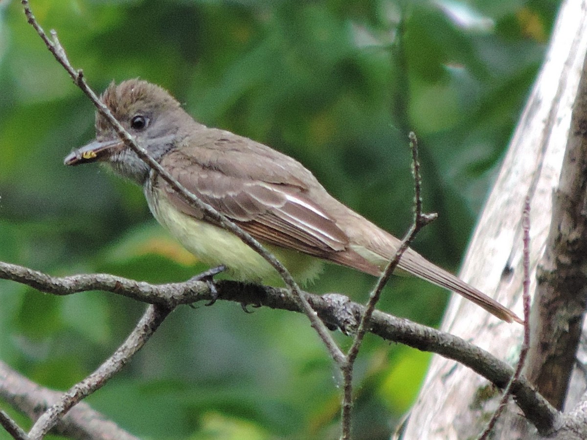 Maryland-DC Breeding Bird Atlas Checklist - 7 Jul 2020 - 7939 Old ...