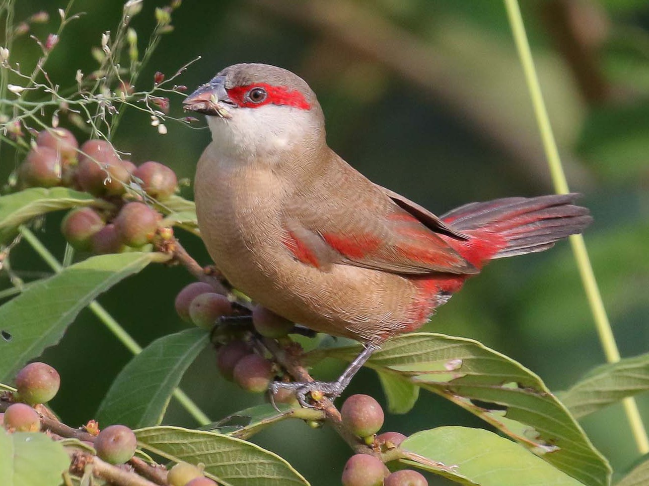 Crimson-rumped Waxbill - eBird