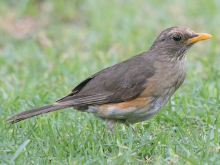 African Thrush - eBird