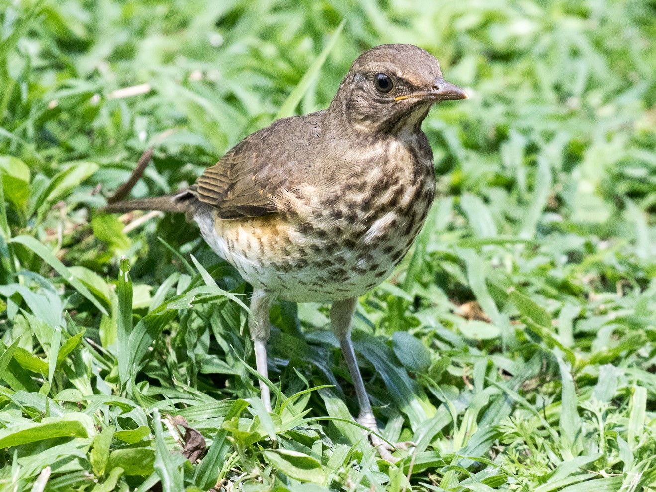 African Thrush - eBird