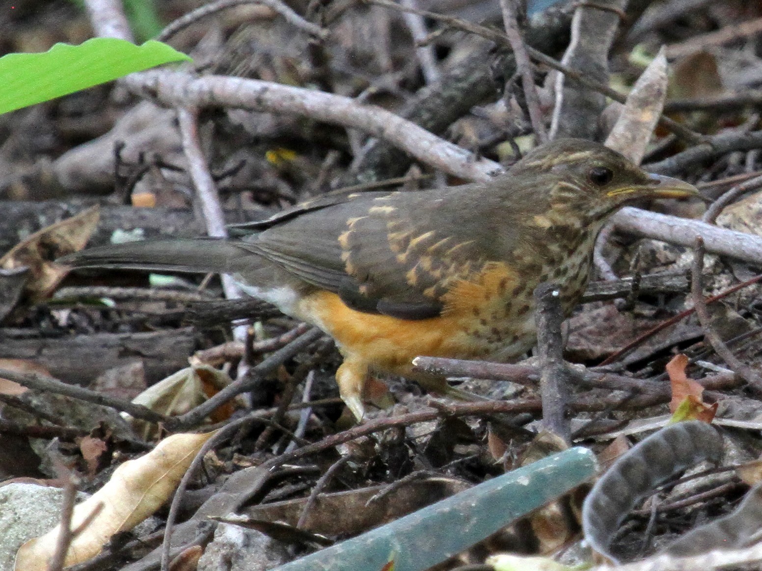 African Thrush - eBird