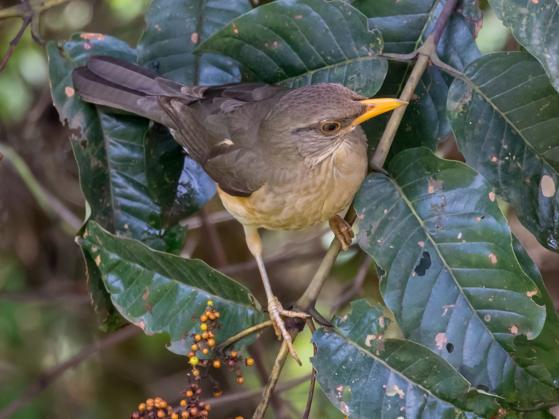 African Thrush - eBird