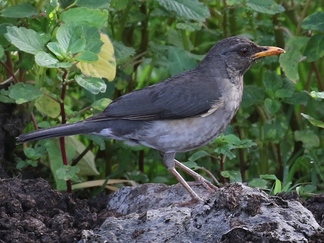 African Thrush - eBird