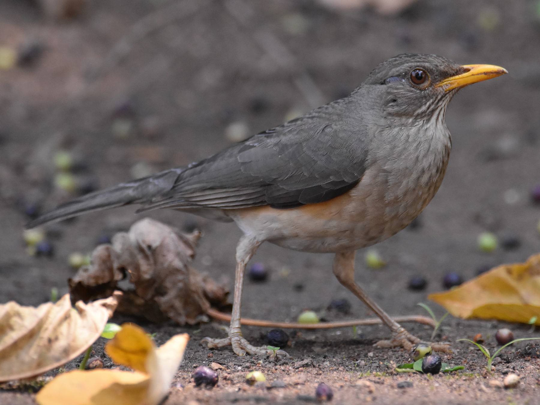 African Thrush - eBird