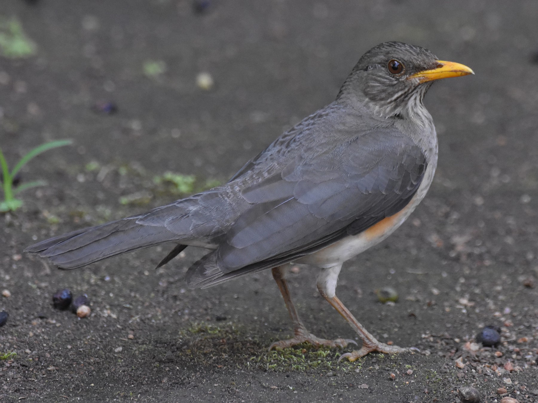African Thrush - eBird