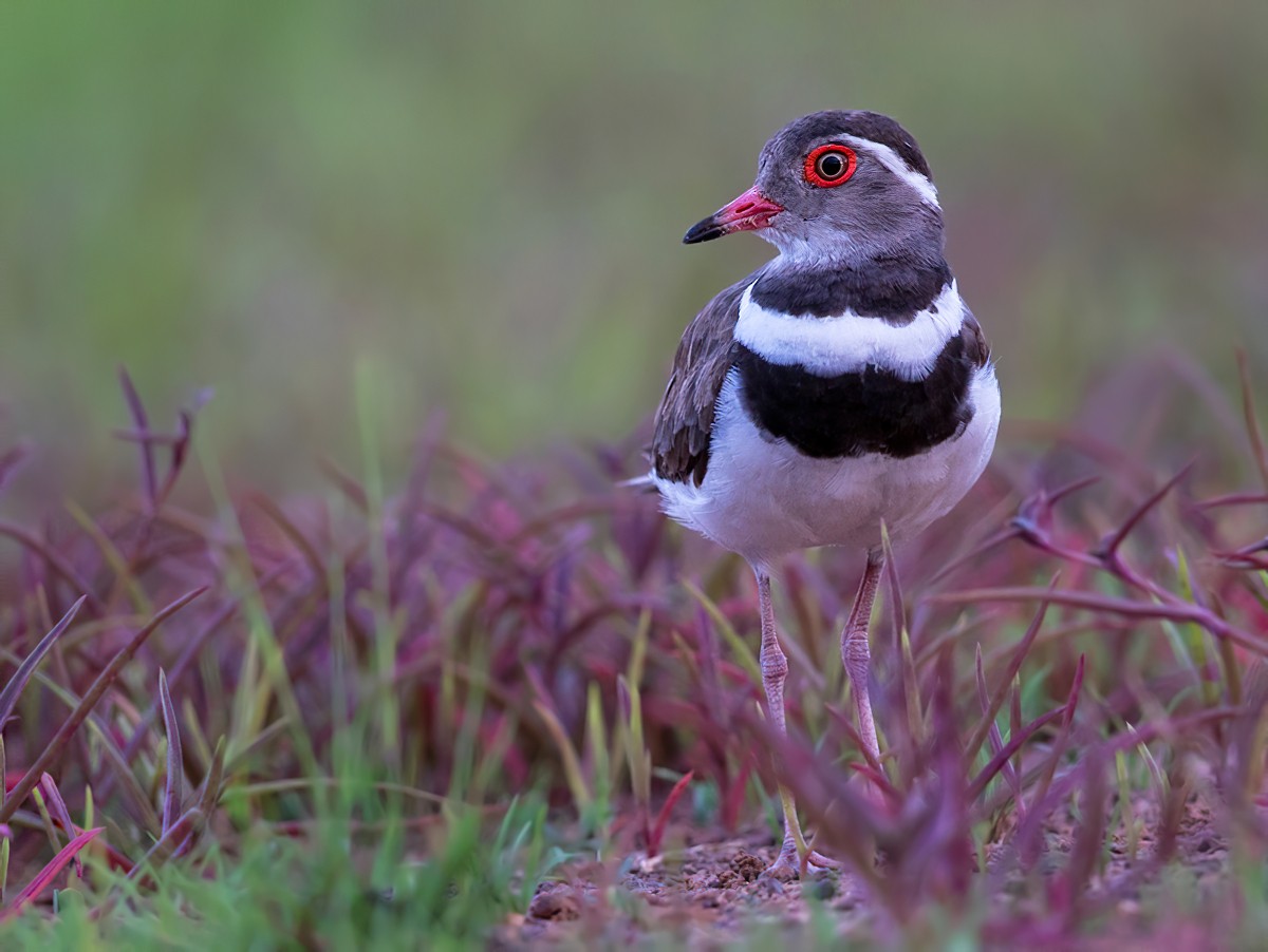 Forbes's Plover - eBird