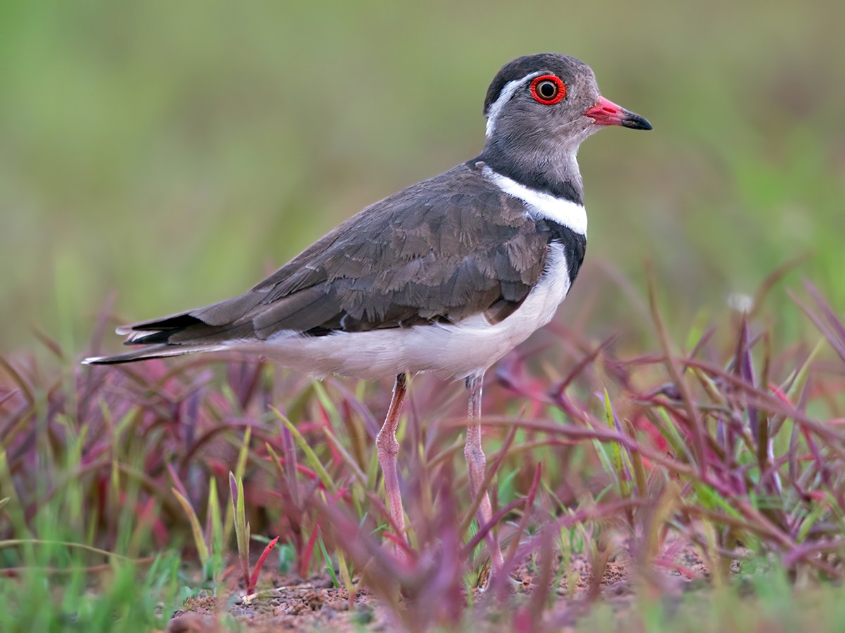 Forbes's Plover - eBird