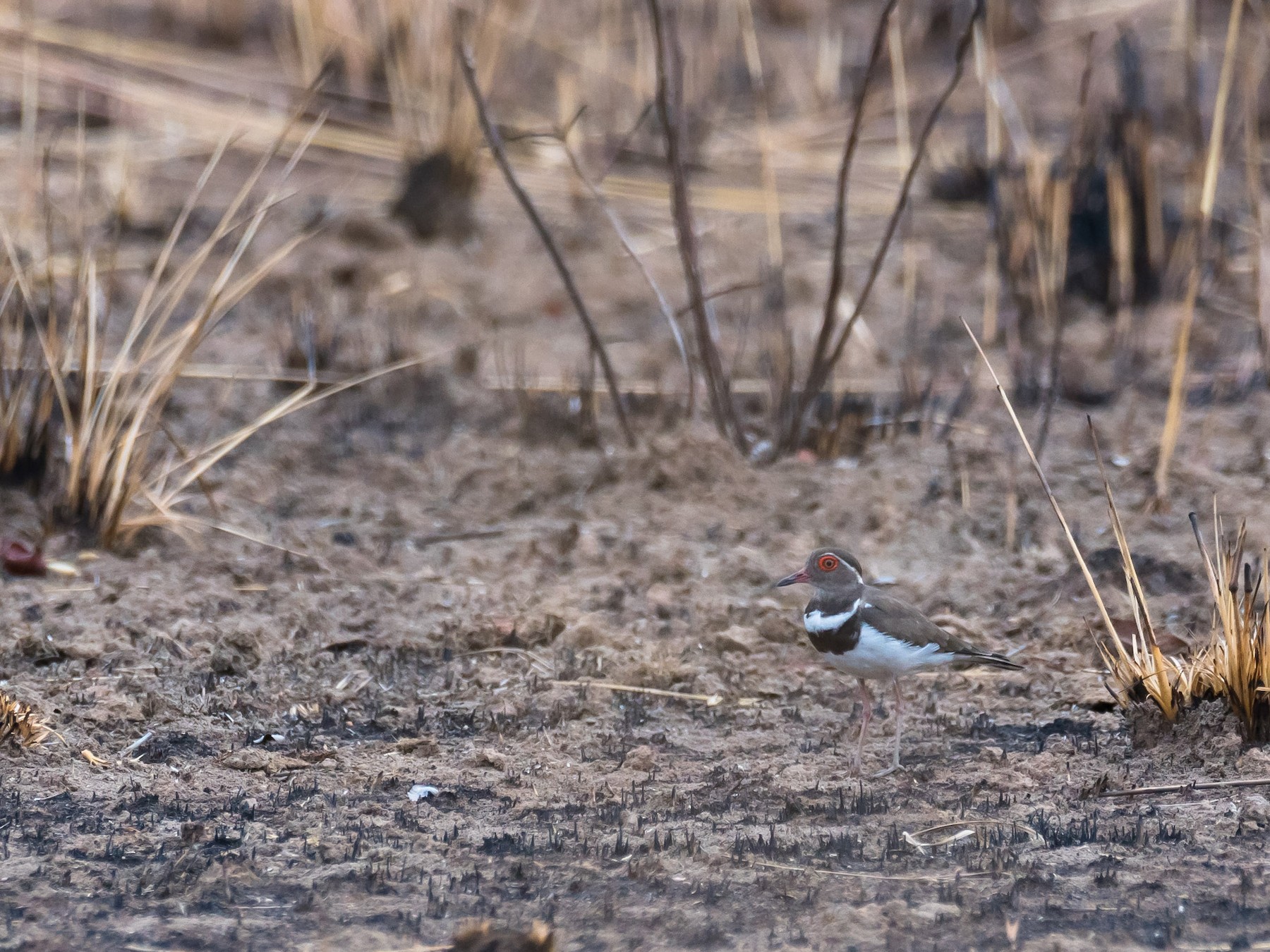 Forbes's Plover - eBird